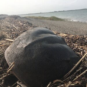 Large Atlantic Horseshoe Crab Shell Ocean Oddity Collectible Taxidermy ...