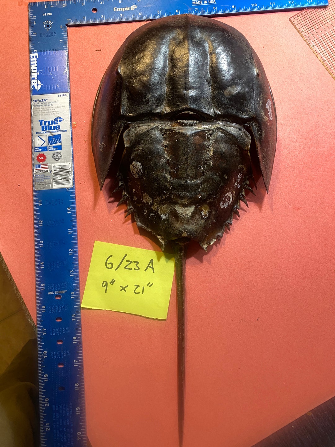 Large Atlantic Horseshoe Crab Shell Ocean Oddity Collectible Taxidermy ...