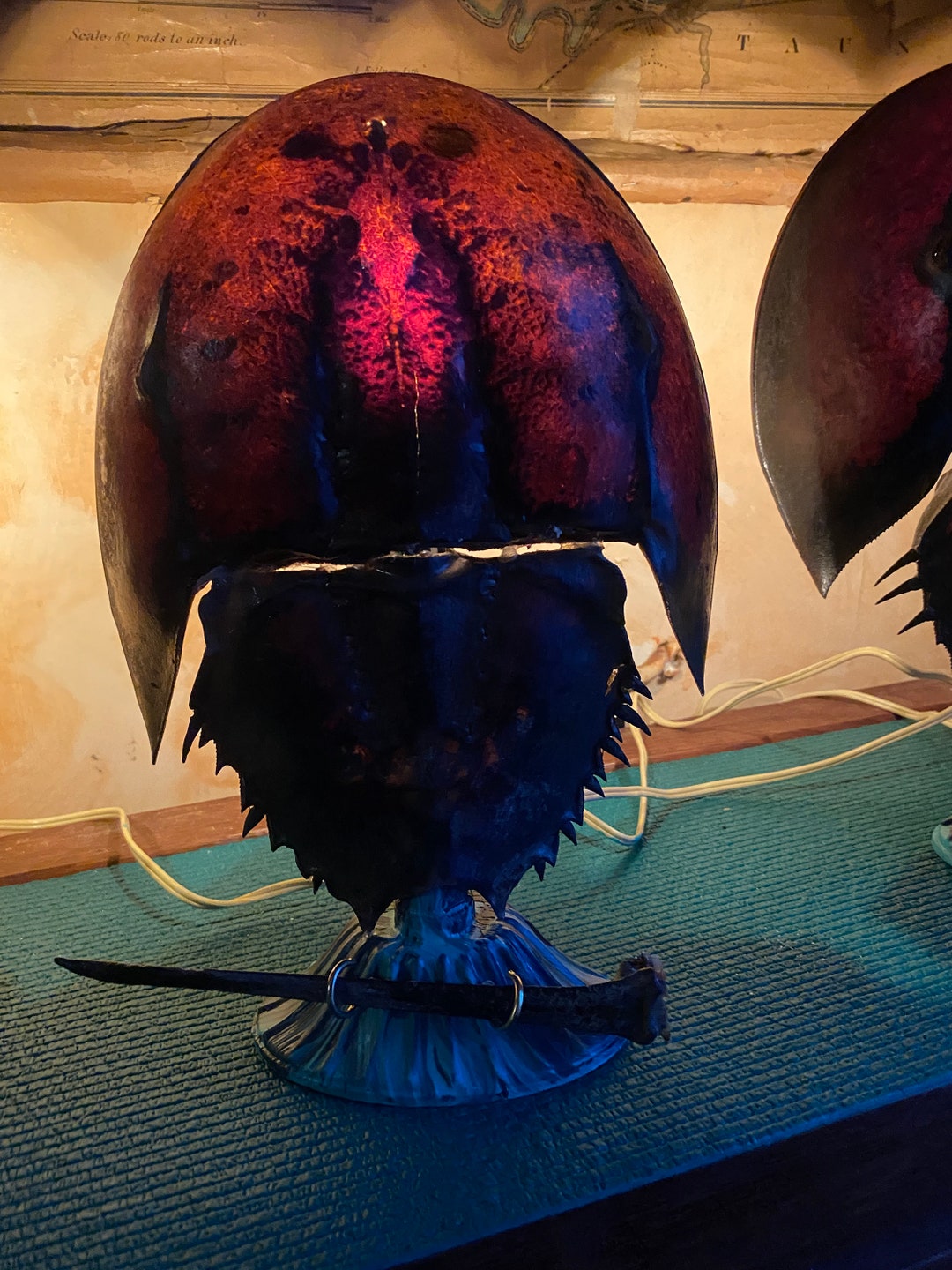 Large Atlantic Horseshoe Crab Shell Ocean Oddity Collectible Taxidermy ...