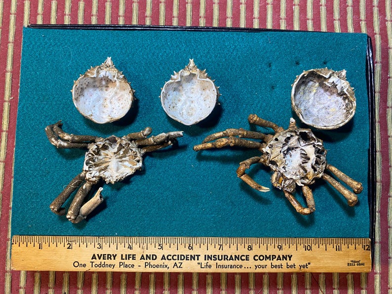 3 Pc Spider Crab Shell Natural Ocean Curiosity Taxidermy - Etsy