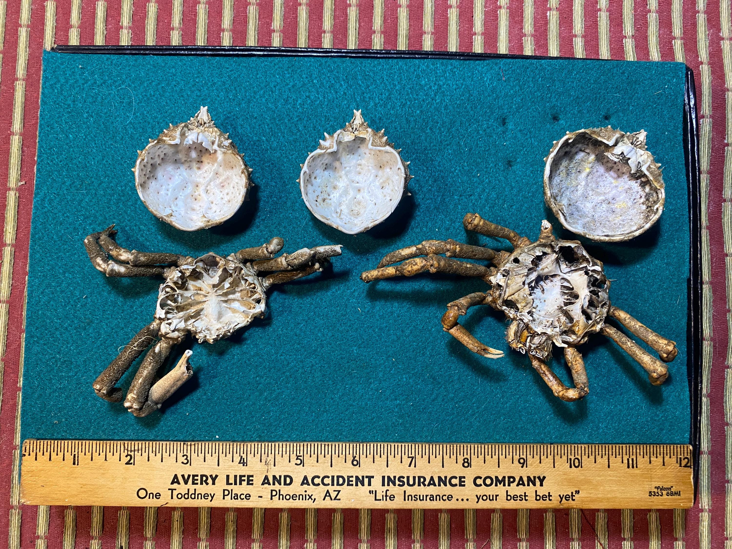 3 Pc Spider Crab Shell Natural Ocean Curiosity Taxidermy - Etsy