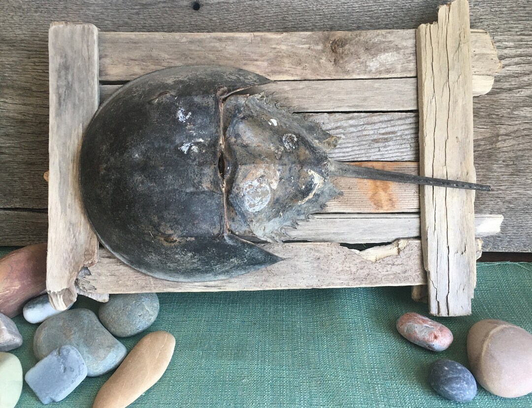 Atlantic Horseshoe Crab Mounted Ocean Oddities Taxidermy Collectible #7 ...