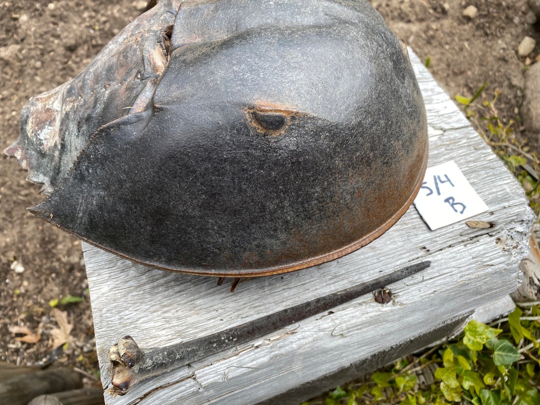 Large Atlantic Horseshoe Crab Shell Ocean Oddity Collectible Taxidermy ...