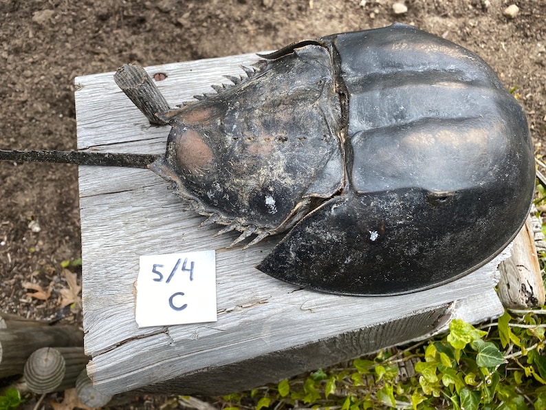 Large Atlantic Horseshoe Crab Shell Ocean Oddity Collectible Taxidermy ...