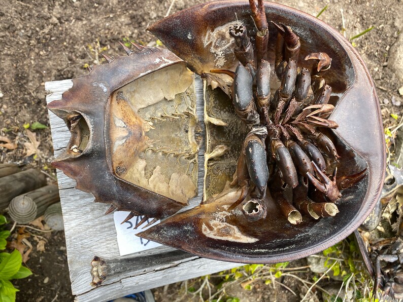 Large Atlantic Horseshoe Crab Shell Ocean Oddity Collectible Taxidermy ...
