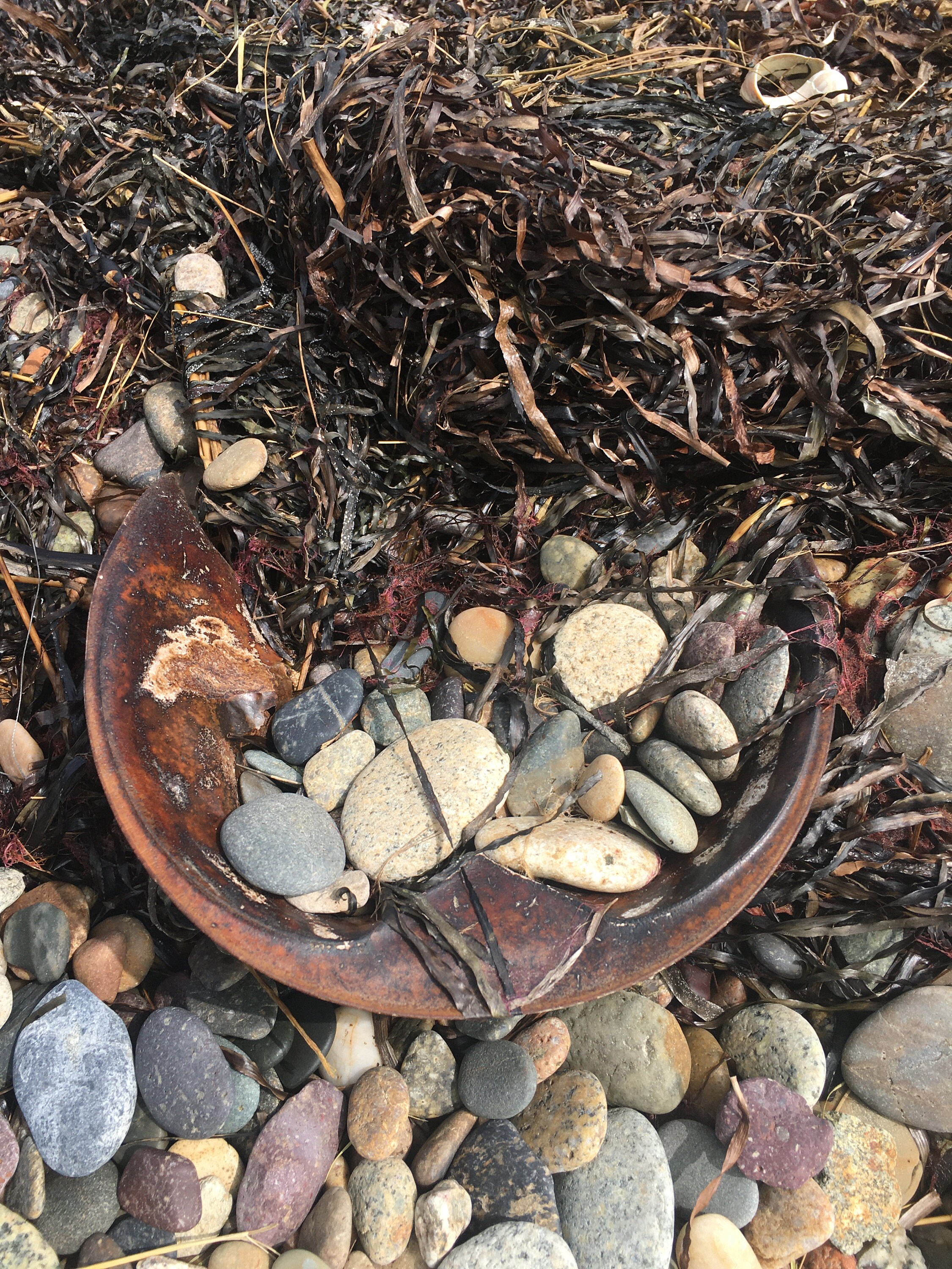 Large Atlantic Horseshoe Crab Shell Ocean Oddity Collectible Taxidermy ...