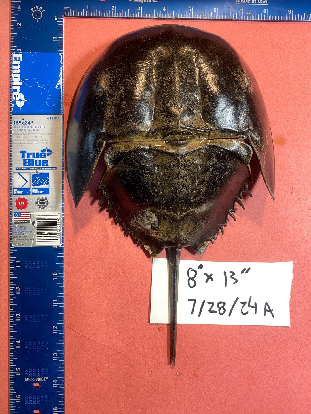 Large Atlantic Horseshoe Crab Shell Ocean Oddity Collectible Taxidermy ...