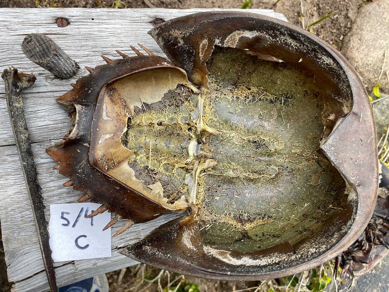 Large Atlantic Horseshoe Crab Shell Ocean Oddity Collectible Taxidermy ...
