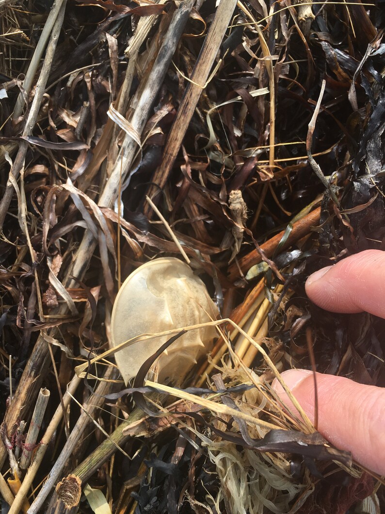 5 Pc Little Horseshoe Crab Shell Molt Collectable Taxidermy Ocean ...