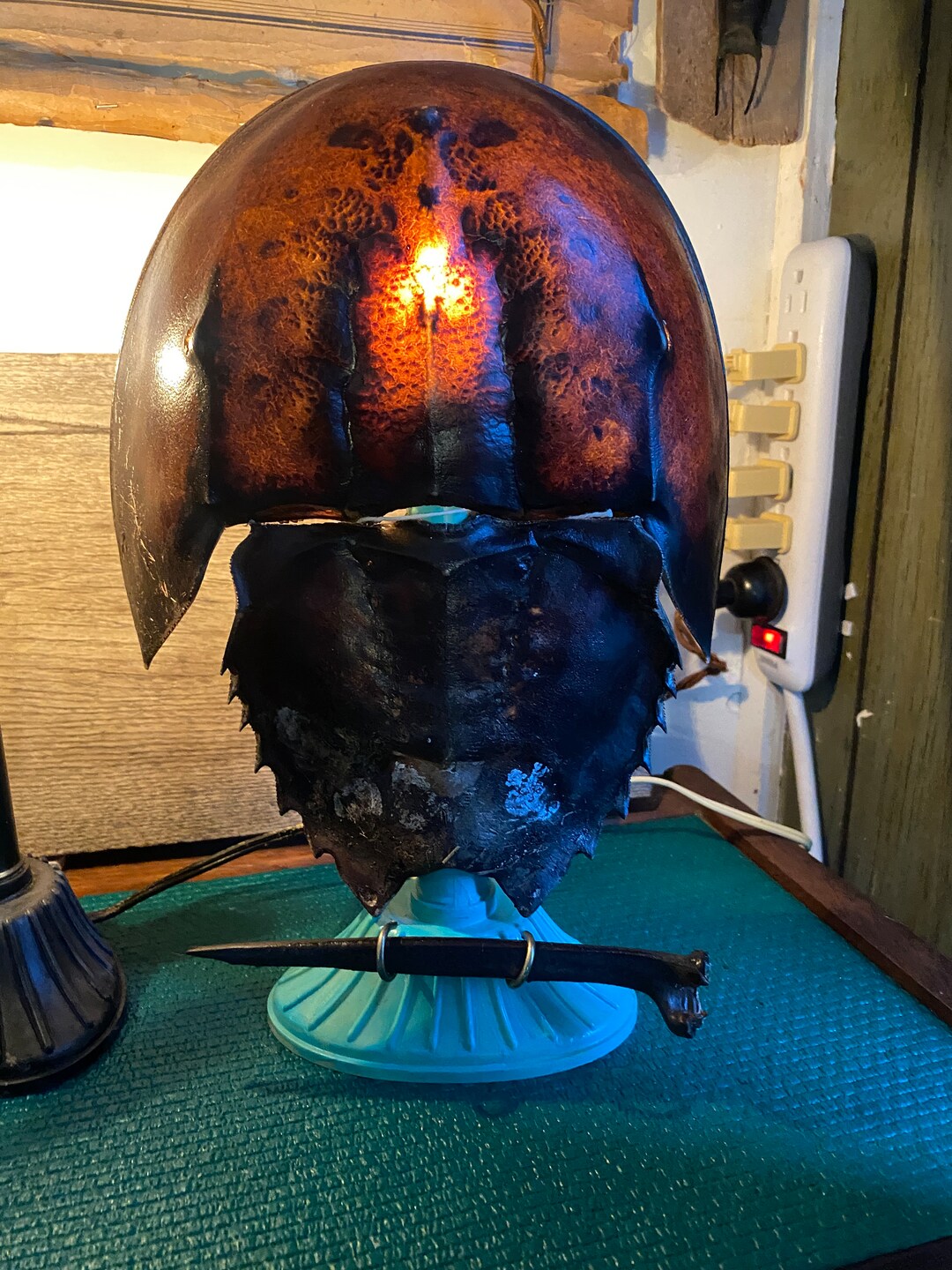 Large Atlantic Horseshoe Crab Shell Ocean Oddity Collectible Taxidermy ...