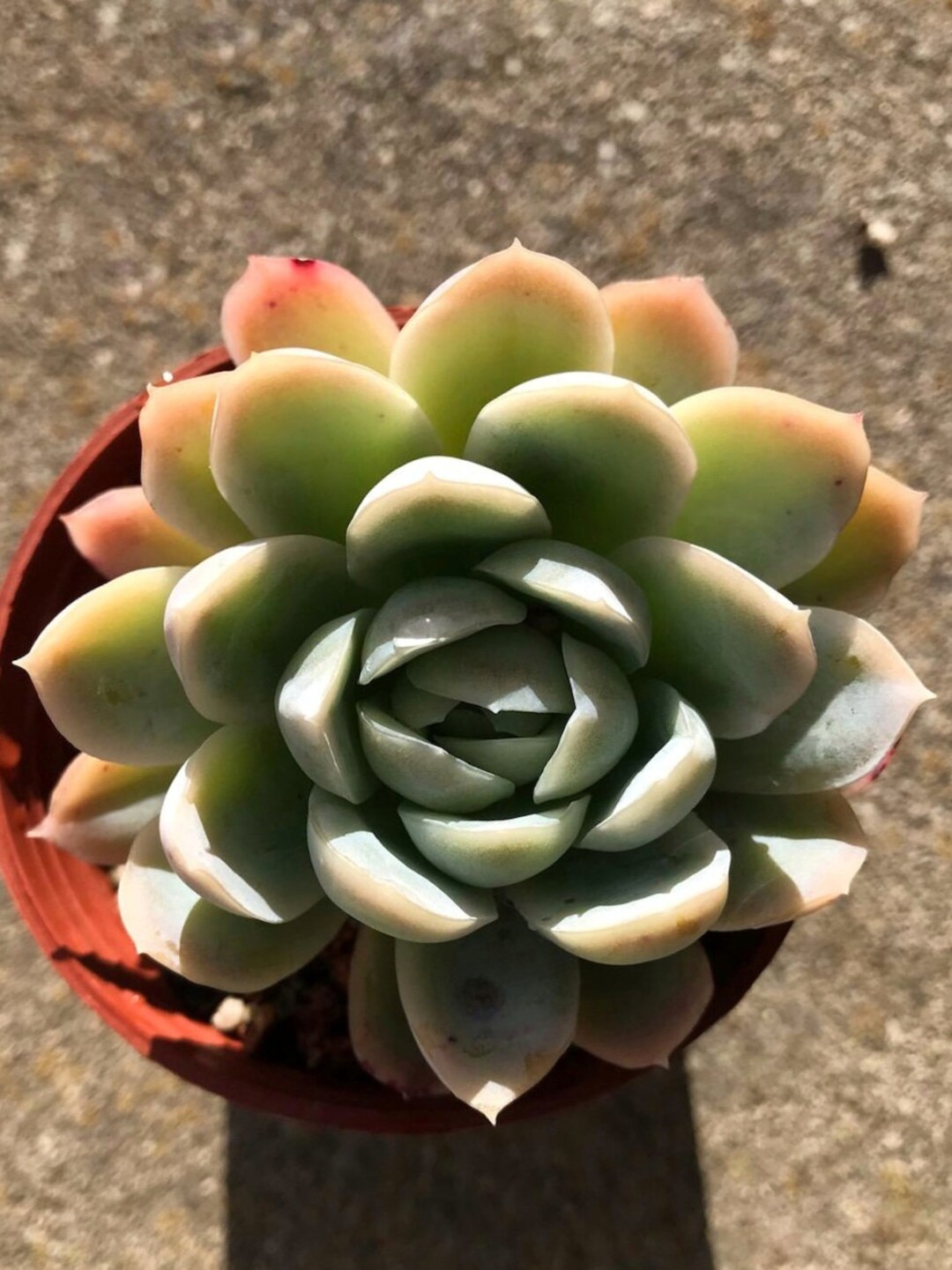 3 Echeveria Elegans 'white Mexican Rose' - Etsy