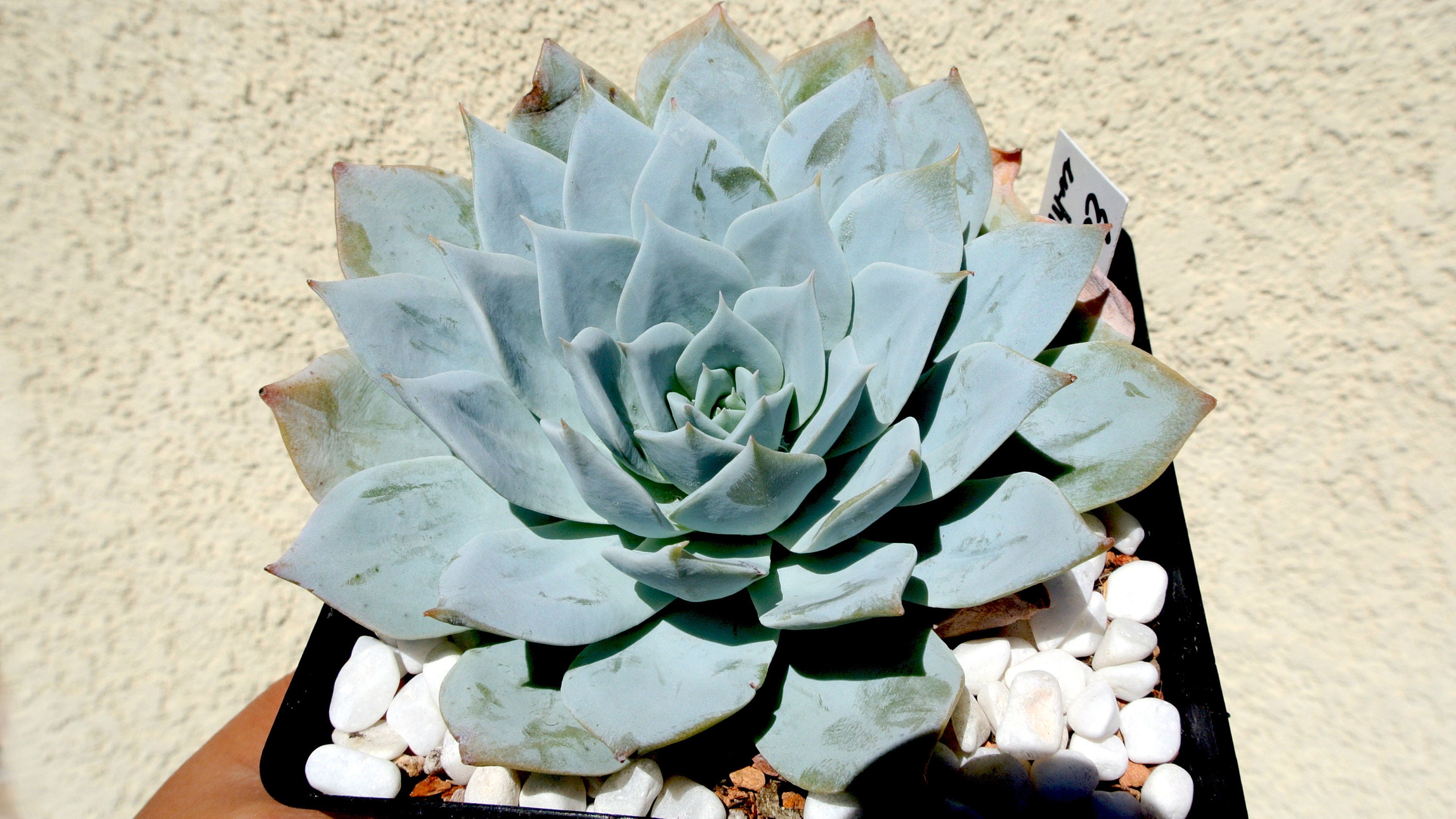 Echeveria White Rose X Fleur Blanc - Etsy