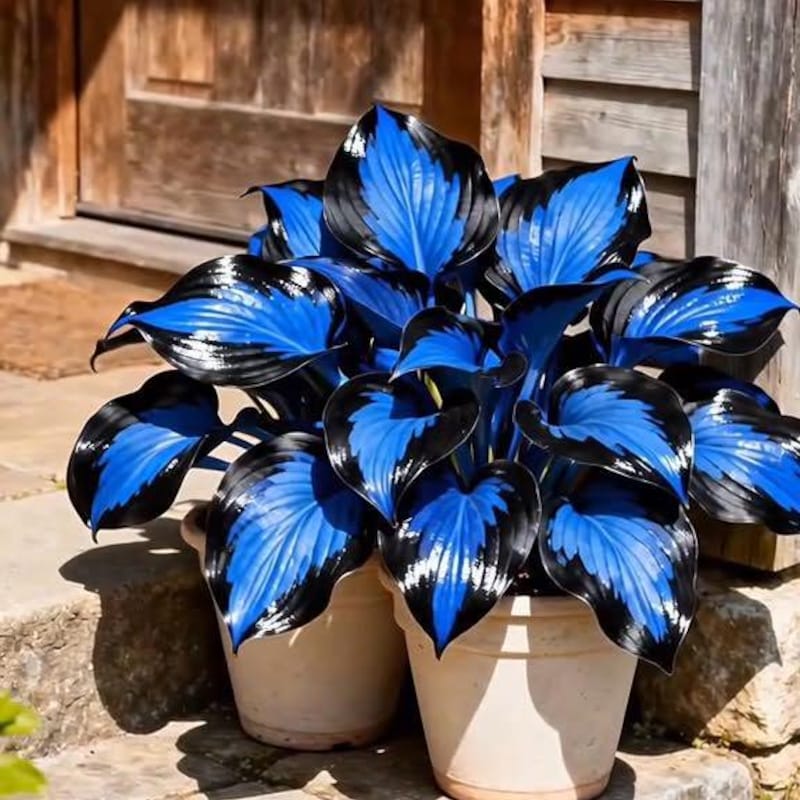 Midnight Blue Hosta Seeds - Etsy