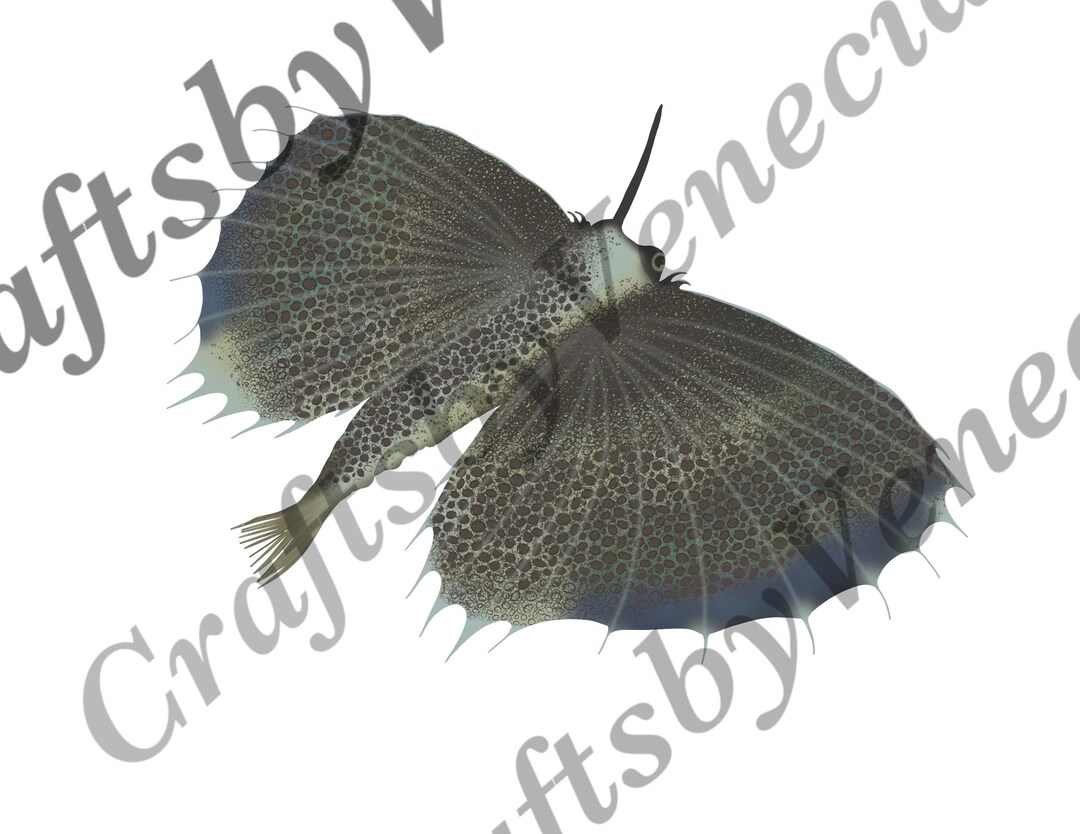 Deep Sea - Creature - Sticker Making - Prints - Sublimation - Etsy
