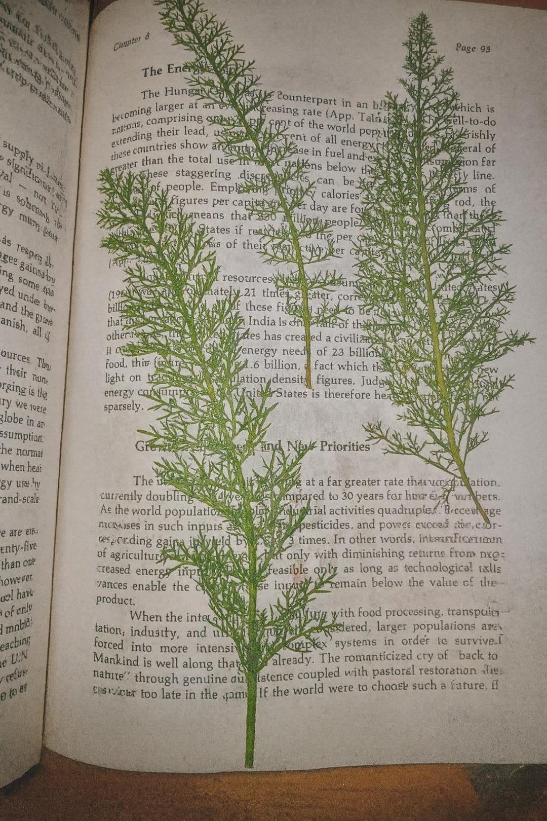 5 Pressed Yarrow Leaf Set: Dried Mini Fern for Scrapbooking, Botanical ...