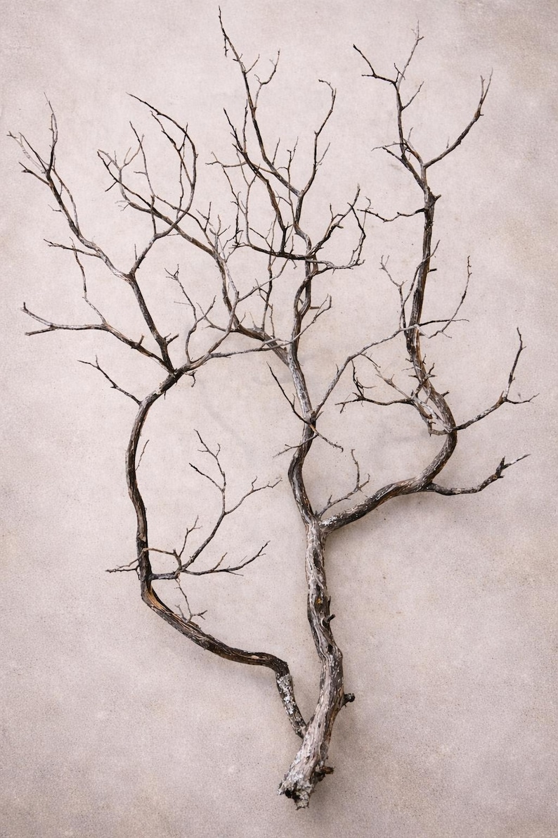 Twist Top Manzanita Branches – Sculptural Branches for Minimalist Decor ...