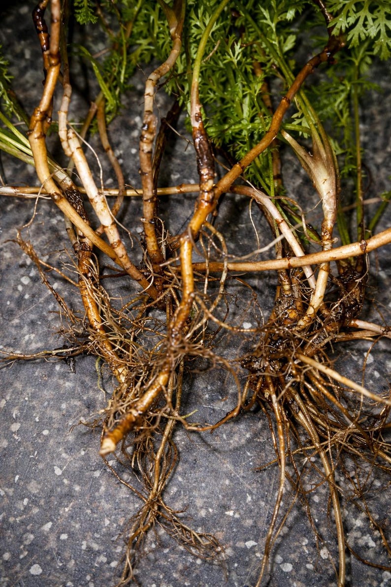 White Yarrow Bare Root – Set of 4 Young Low Maintenance Perennials ...
