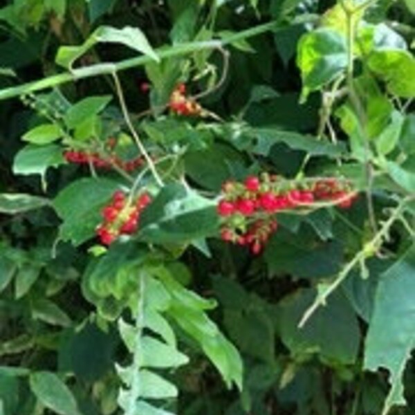 Dog Blood Bush - Etsy