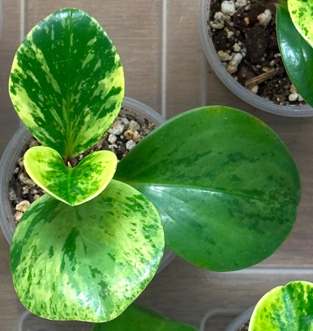 3.5” Variegated Baby Rubber Plant Peperomia, Live Plants, Succulents ...