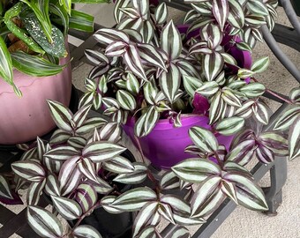 Purple Spiderwort Plant - Etsy