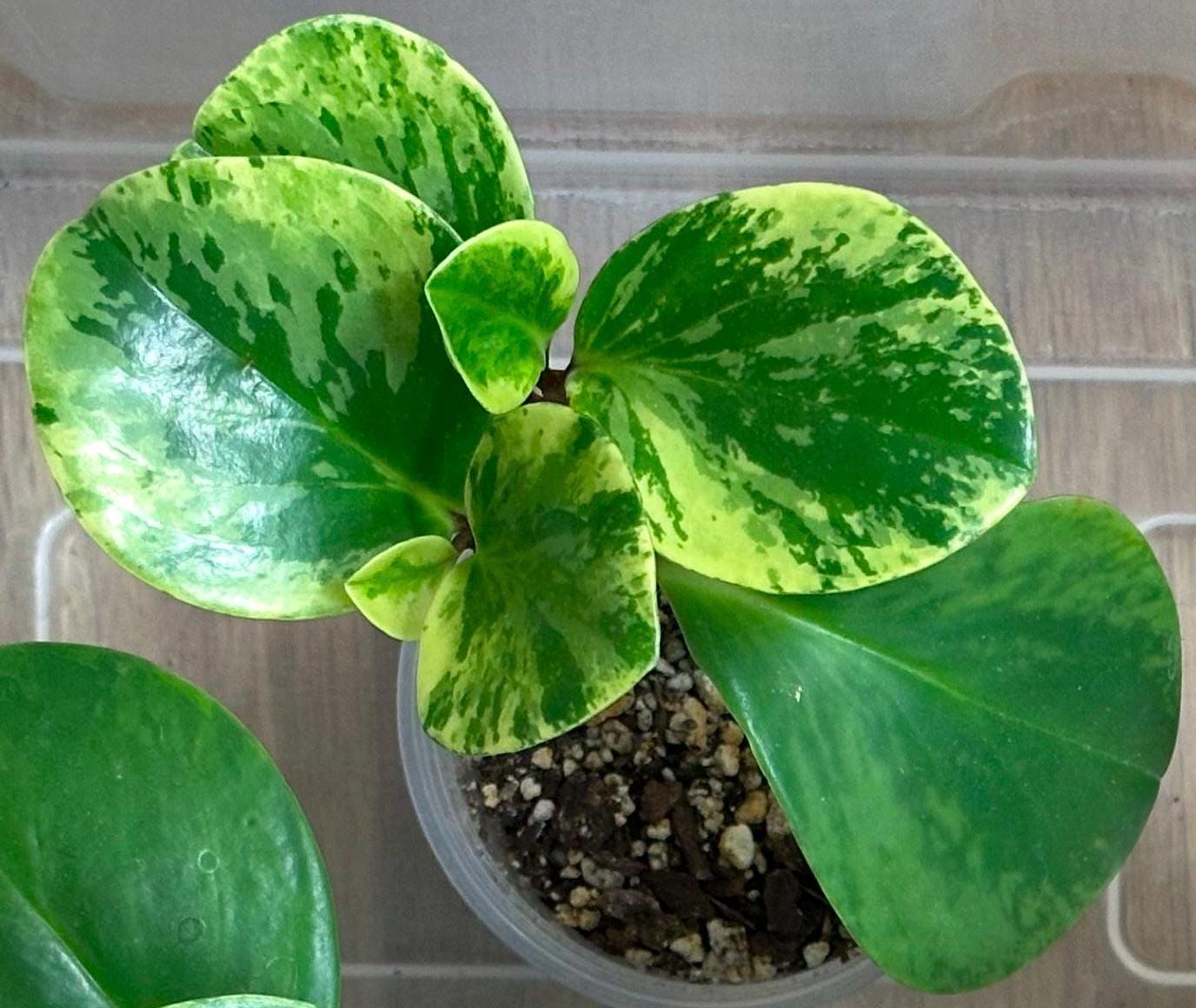 3.5” Variegated Baby Rubber Plant Peperomia, Live Plants, Succulents ...