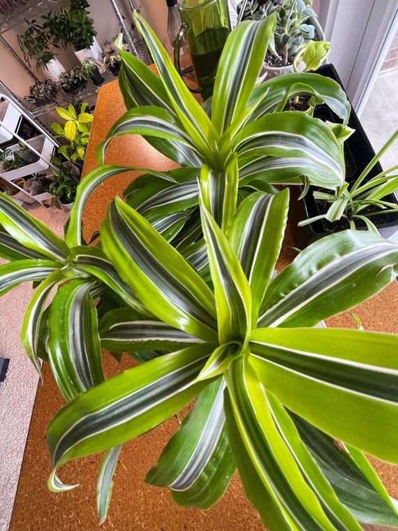 Dracaena Lemon Lime Surprise Madagascar Dragon Tree - Etsy