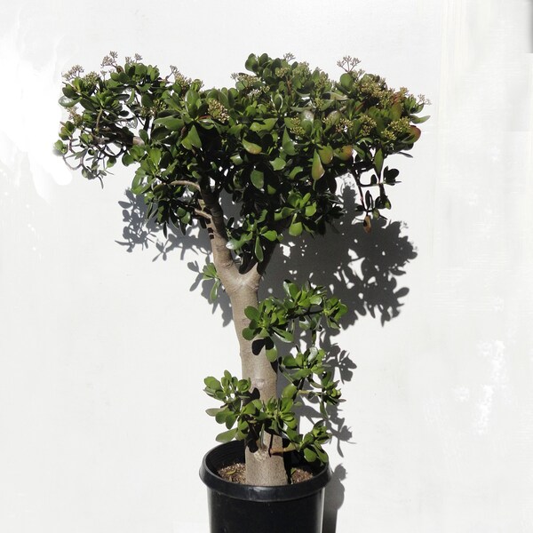 Jade Plant - Etsy