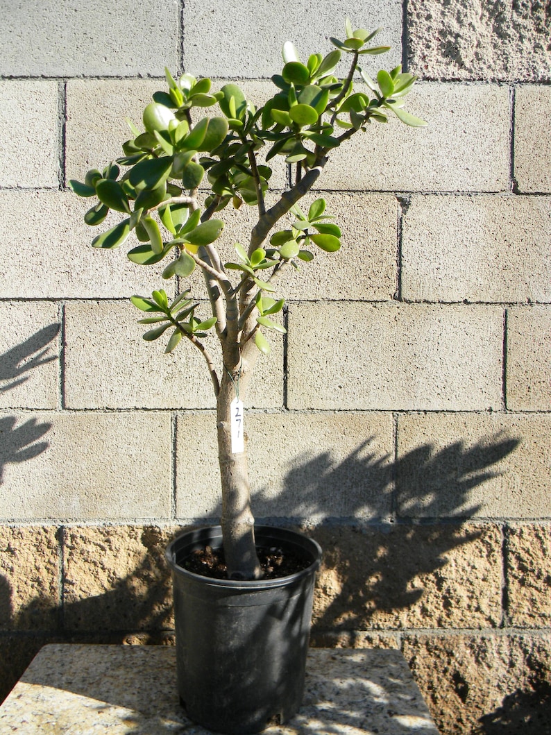 Jade Plant Tree 26" & up Crassula Ovata Rooted Choices for Selection - Etsy
