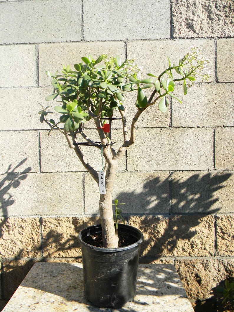 Jade Plant Tree 26" & up Crassula Ovata Rooted Choices for Selection - Etsy