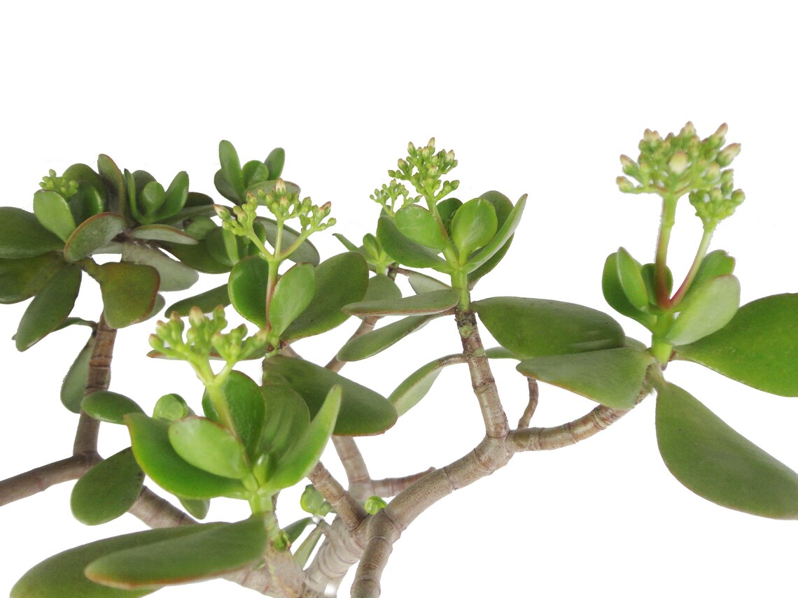 20 Crassula Ovata Flowering Large Jade Plant Tree Rooted - Etsy