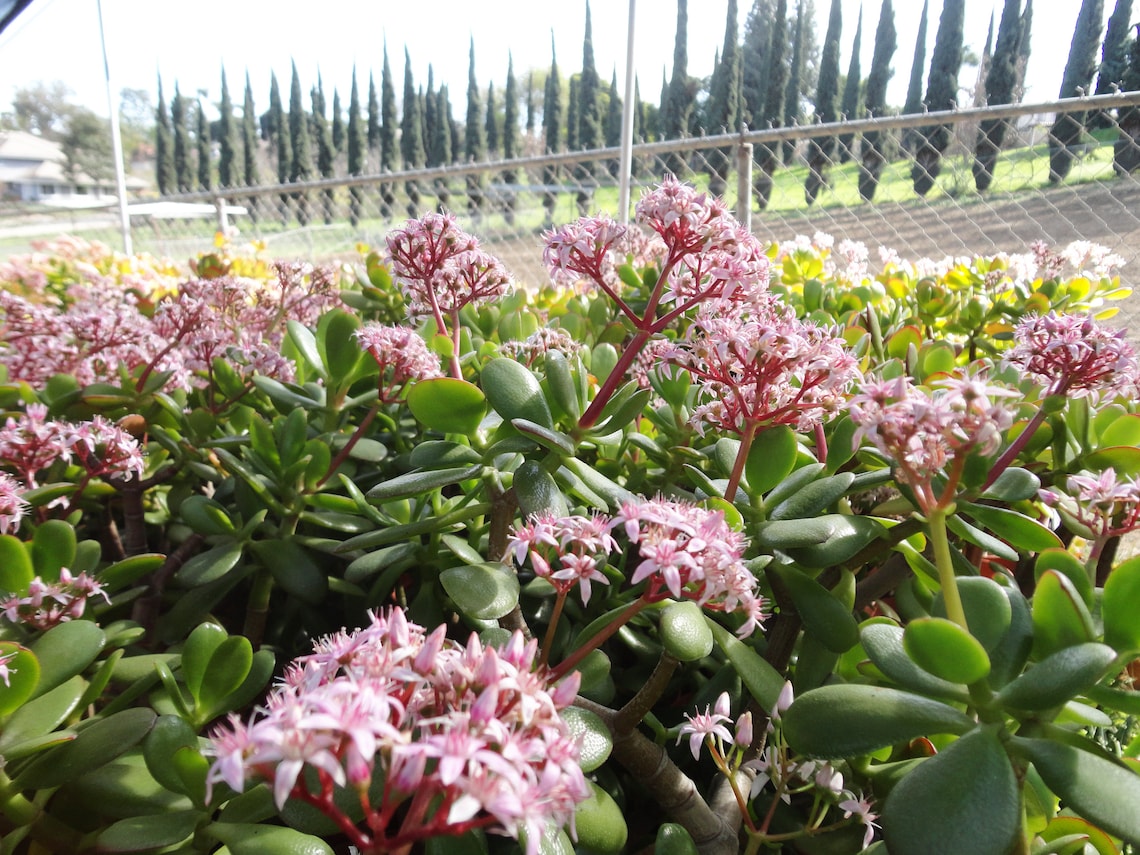 20 Crassula Ovata Large Jade Plant Tree Rooted - Etsy