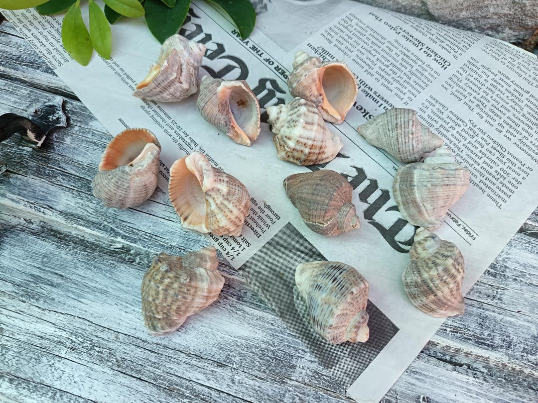 12 Natural Sea Snail Shells, Beach Craft Supplies for DIY, Coastal Home ...