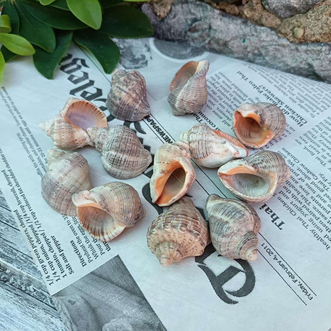 Black Sea Snail Shells: Natural Coastal DIY Craft Supplies - 12 Pcs - Etsy