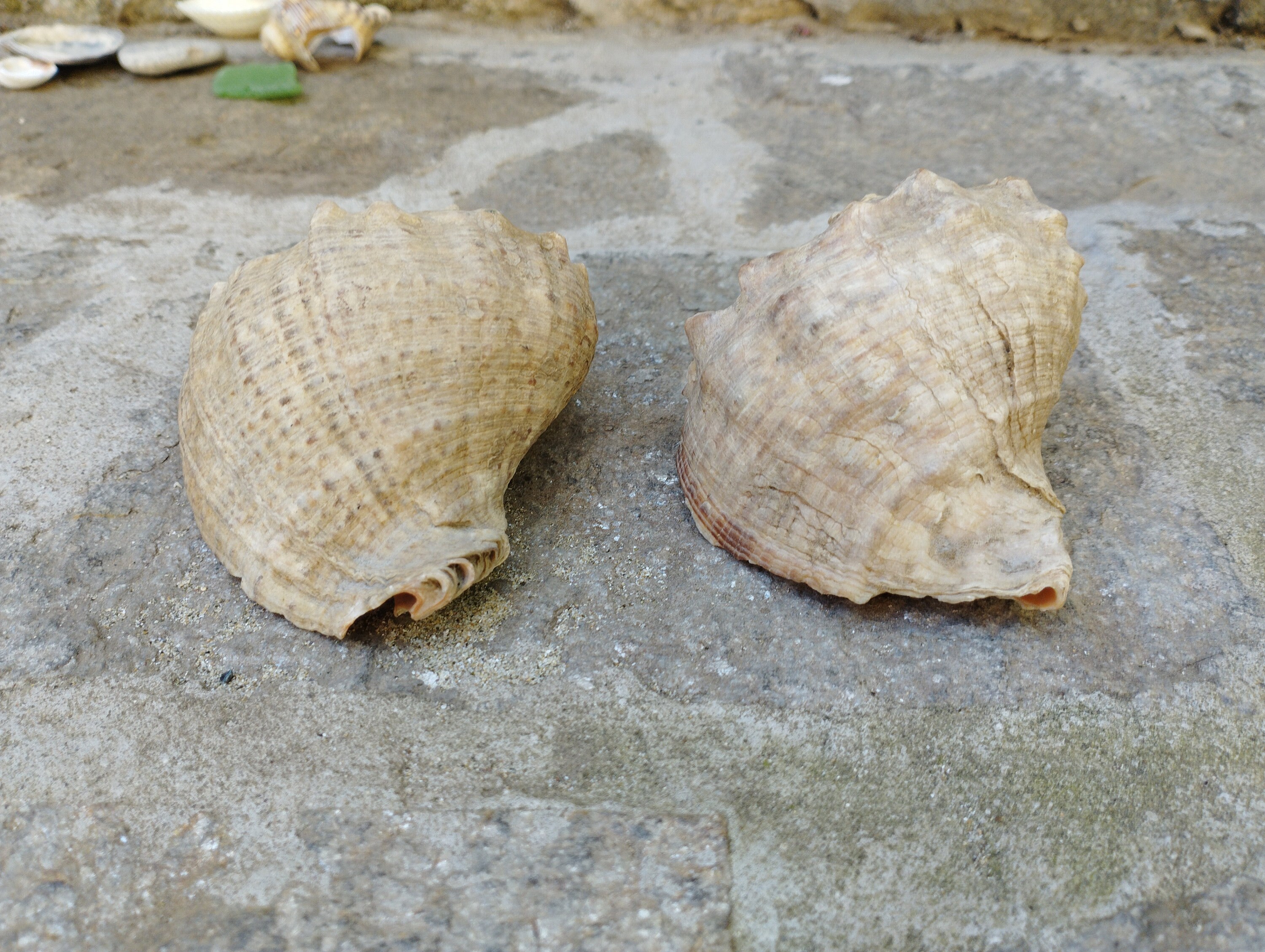 Set of Two Sea Snail Shells, Sea Rapans, Real Sea Snails, Black Sea ...