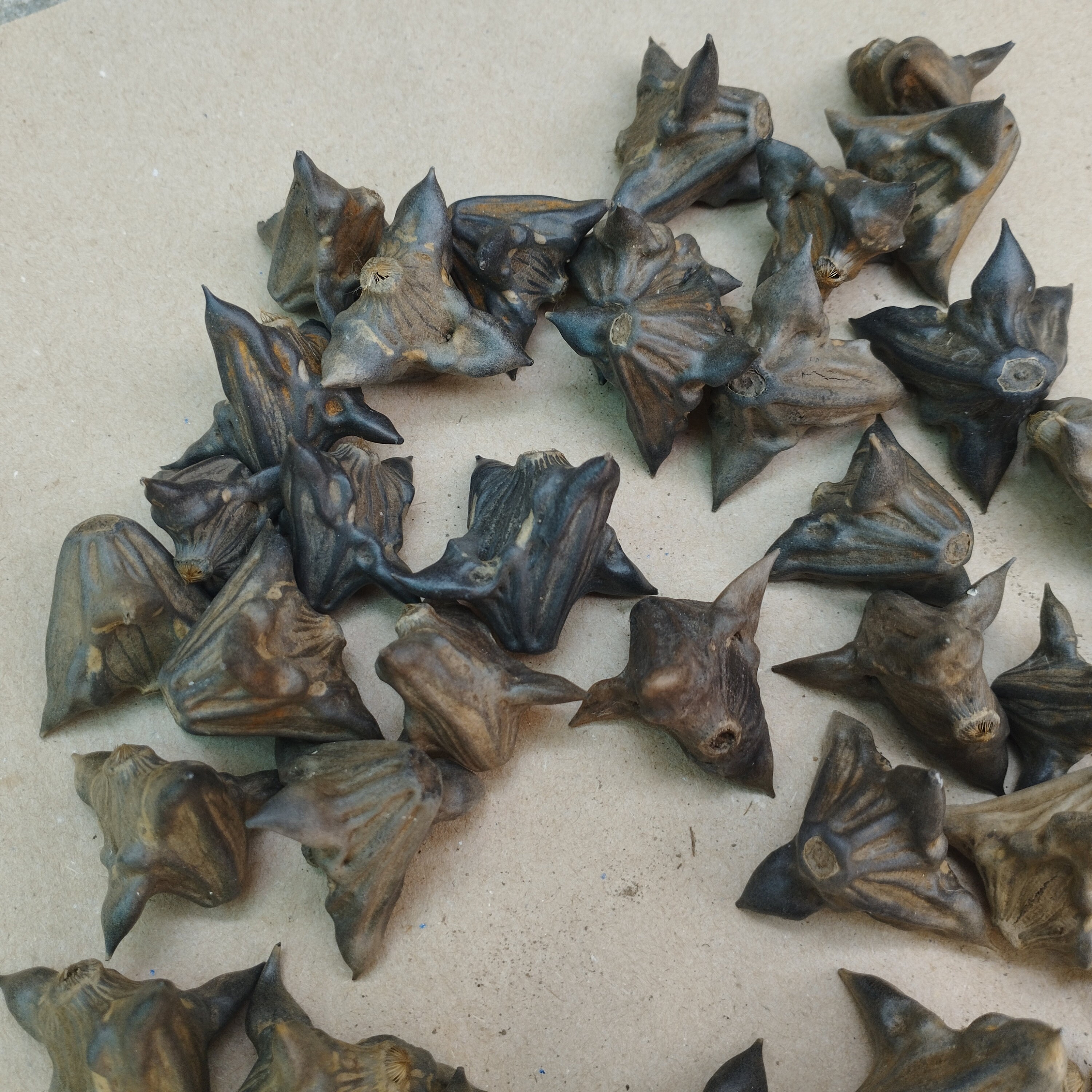 Set of 50 Natural Water Chestnut Pods, Prickly and Hard River Pods ...