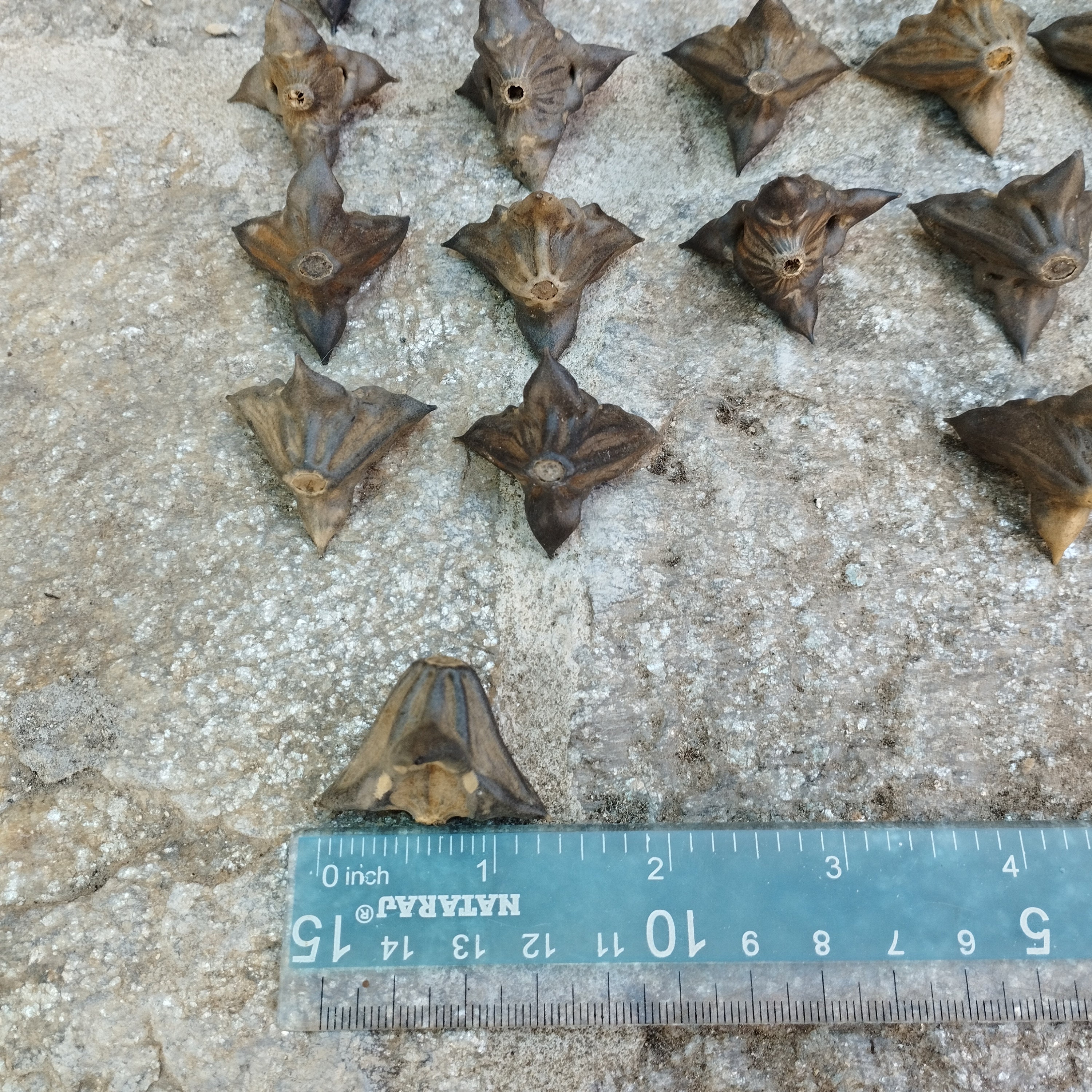 Set of 50 Natural Water Chestnut Pods, Prickly and Hard River Pods ...