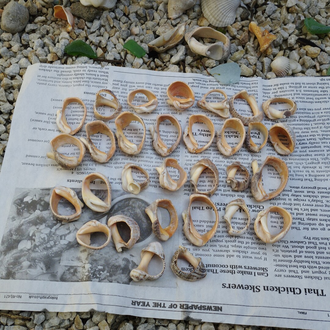 Natural Sea Shells, 30 Rapana Shells Fragments for Wind Chimes, Unique ...