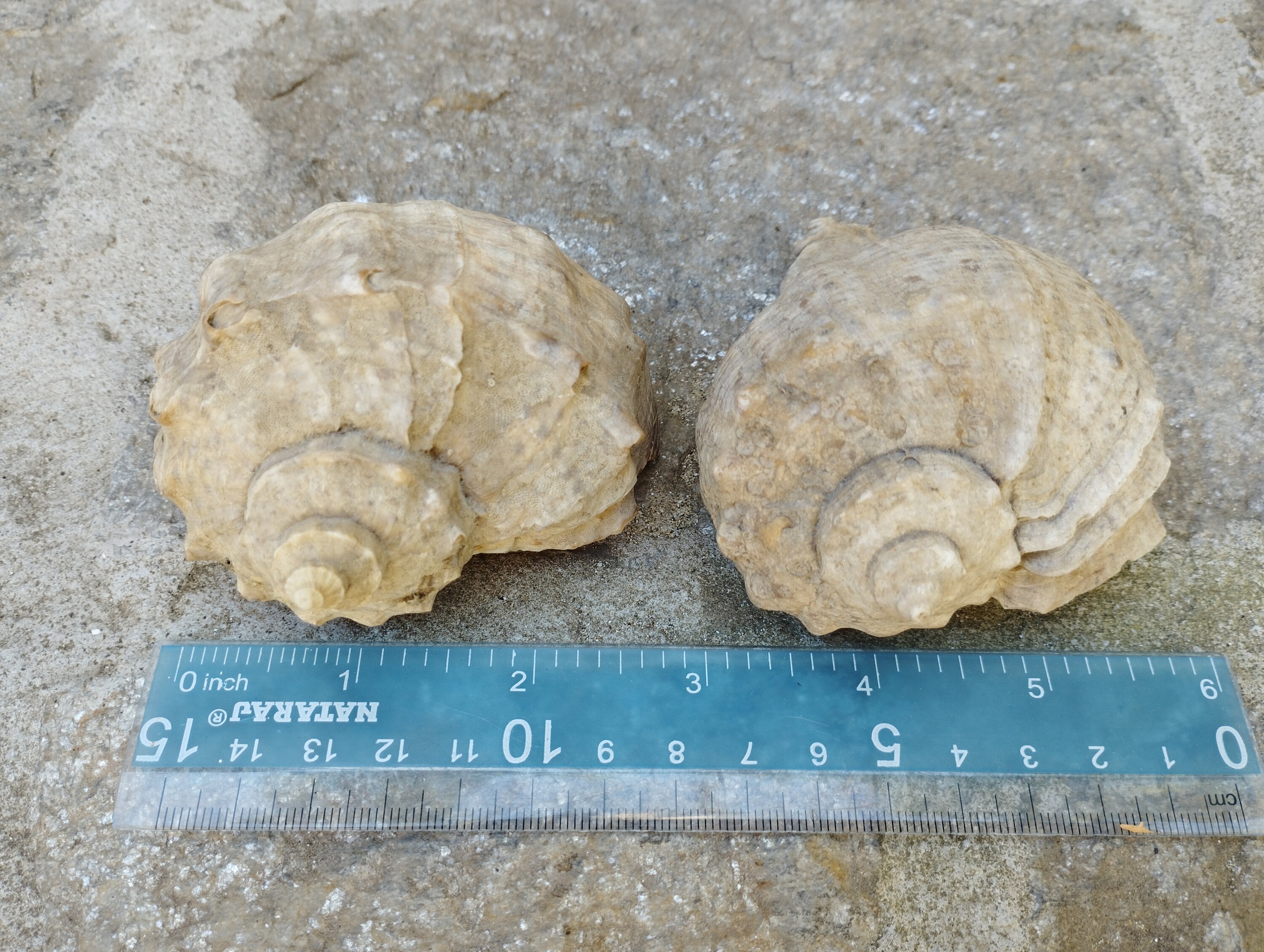 Set of Two Sea Snail Shells, Sea Rapans, Real Sea Snails, Black Sea ...