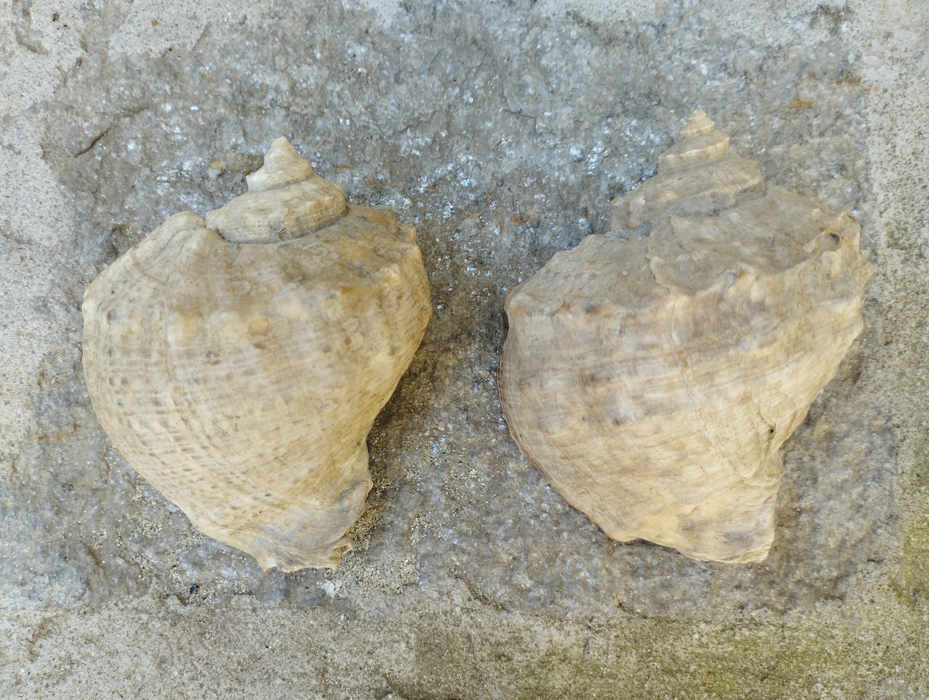 Set of Two Sea Snail Shells, Sea Rapans, Real Sea Snails, Black Sea ...