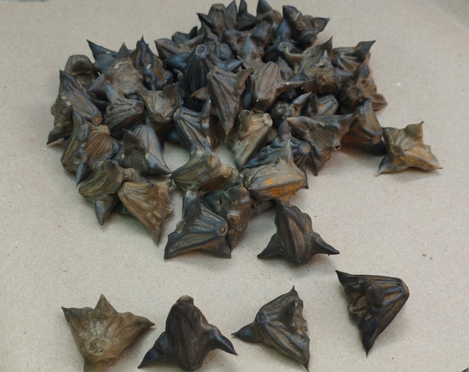 Natural Water Caltrop Pods: Prickly Devil Pods, Gothic Decor - Set of ...