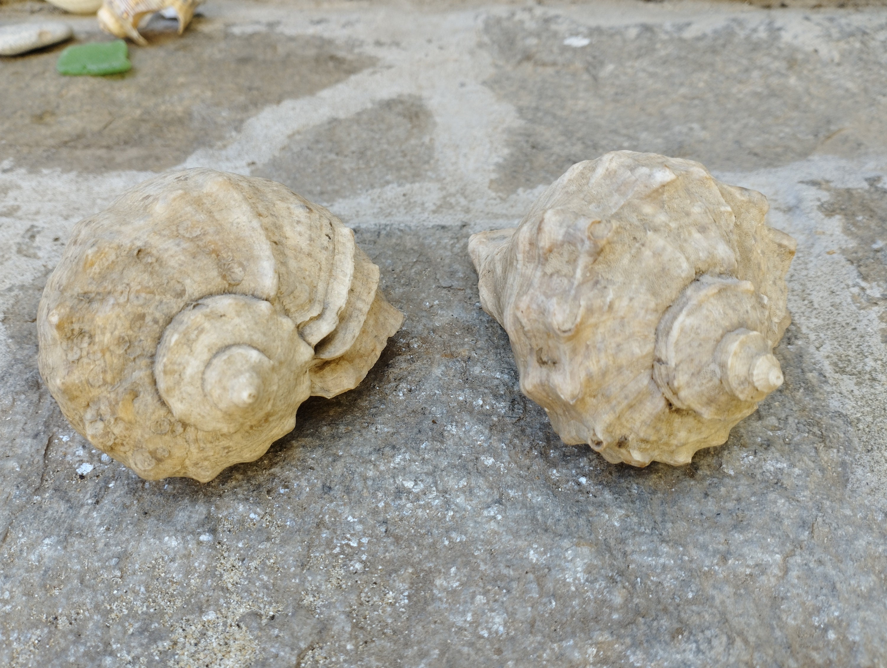 Set of Two Sea Snail Shells, Sea Rapans, Real Sea Snails, Black Sea ...