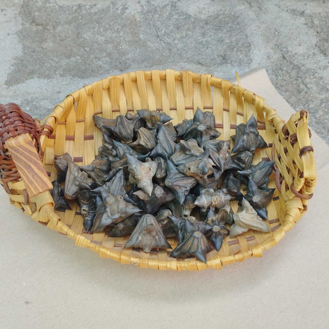 Set of 50 Natural Water Chestnut Pods, Prickly and Hard River Pods ...