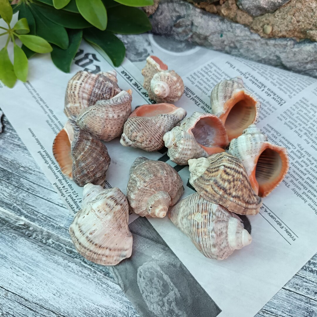 12 Natural Sea Snail Shells, Sea Rapana Shell, Black Sea Shells, Beach ...