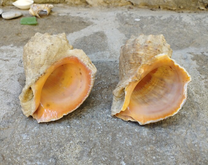 2 Natural Sea Snail Shells, Real Sea Rapans Shells, Black Sea Snail ...