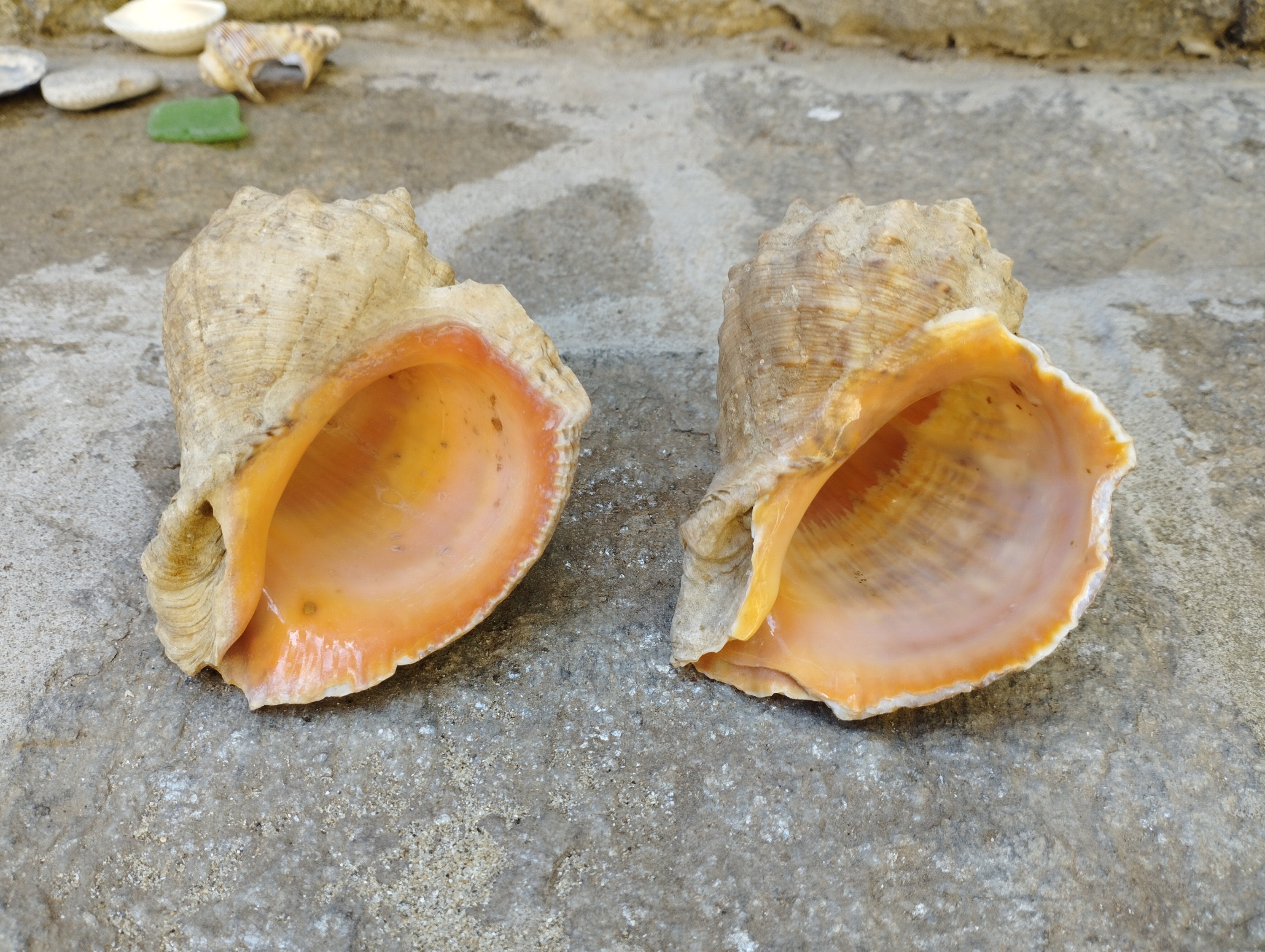 Set of Two Sea Snail Shells, Sea Rapans, Real Sea Snails, Black Sea ...