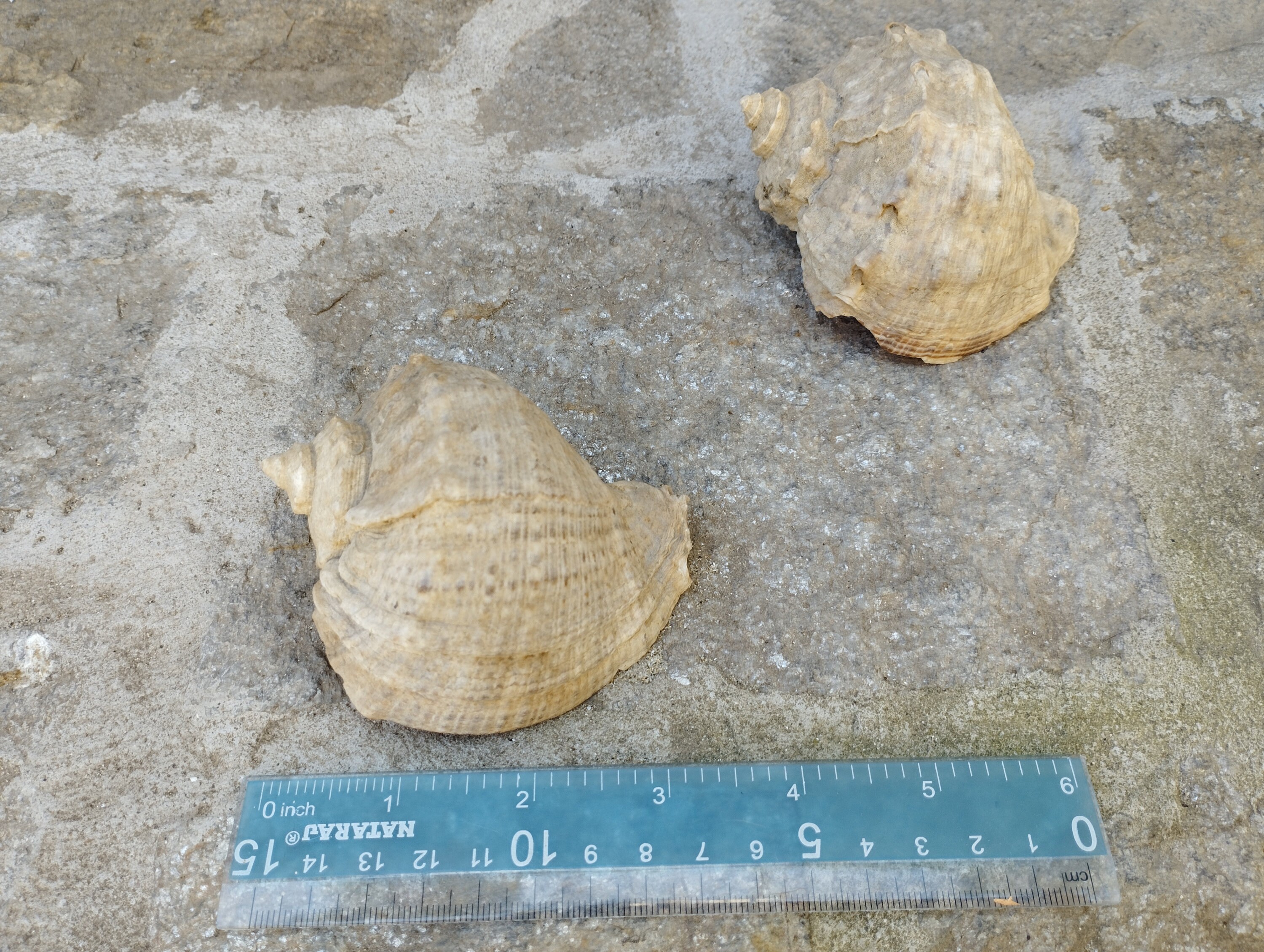 Set of Two Sea Snail Shells, Sea Rapans, Real Sea Snails, Black Sea ...