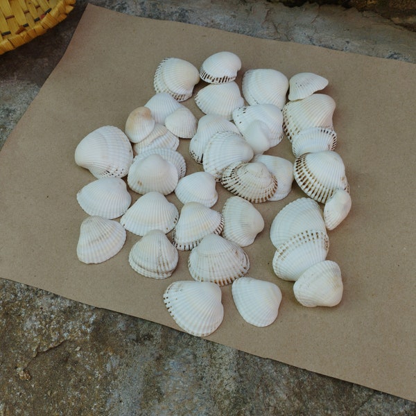 Natural Sea Shells - Etsy