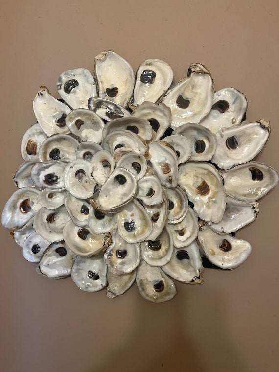 Oyster Shell Wall Art | Etsy