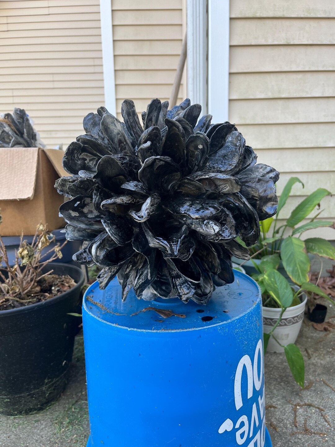 12” Black Oyster Shell Ball, Oyster Spere, Ocean Art, Beach Decor, Home ...
