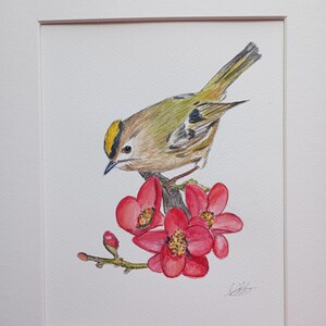 Goldcrest Original Watercolour Mounted 10x12 - Etsy